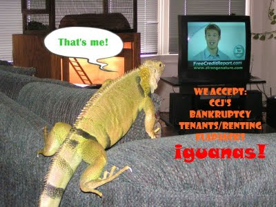 Funny Iguana |Funny Animal