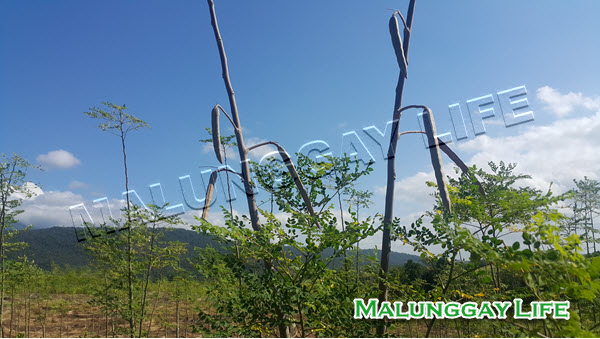 Moringa Farm / MalunggayLife Agri Farm Philippines: Fresh harvest ...