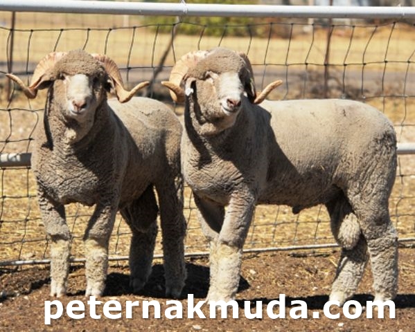 kumpulan nama nama domba asal luar negeri - peternakhebat
