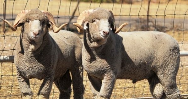 Domba Rambouillet domba asal Prancis - Elinotes review