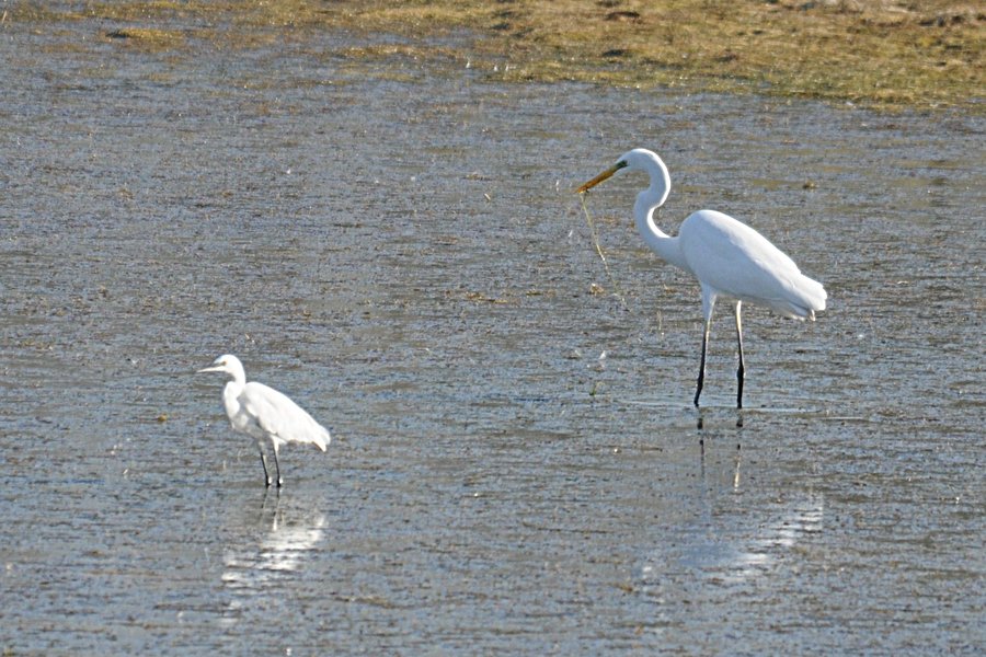 Birds of Saudi Arabia: Western Great Egrets - Dhahran Hills