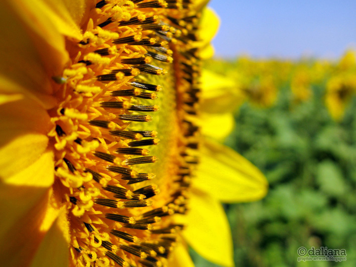 Photographis: Sun Flower story - Summer Fields in Romania