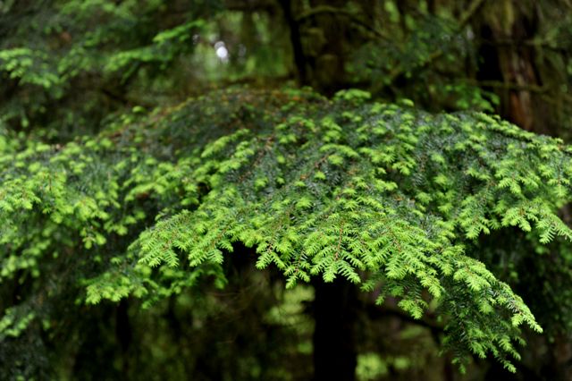 crazy little thing called blog: The Queets Rain Forest in Olympic ...