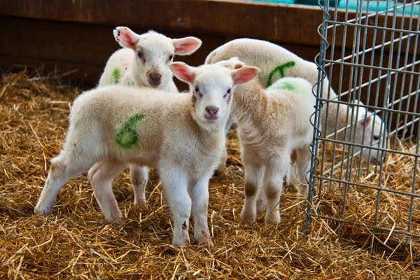 Premier Farm Diary: Winter Sheep Day ReCap