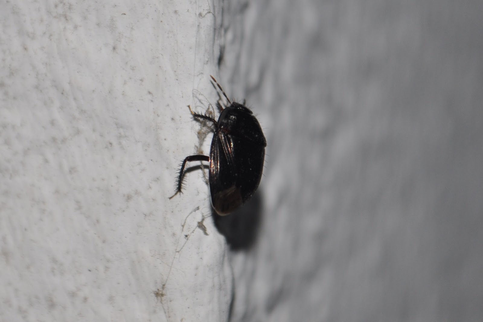 ZOOTOGRAFIANDO (6.100 ANIMALS): CHINCHE CAVADORA NEGRA (Cydnus aterrimus)