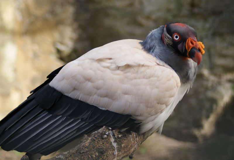 Faszination Geier: Gastbeitrag: Geier im Zoo Berlin