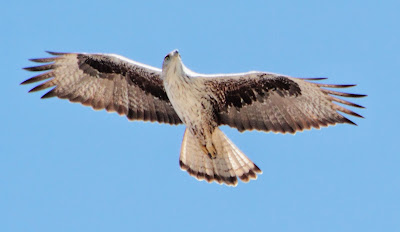 Photo Galleries Birds. Birds in flight mountabubirds.blogspot.com