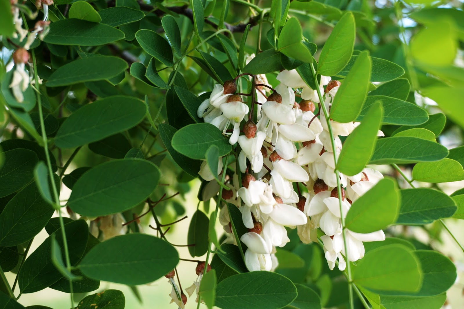 Plantas de Huerta Otea, Salamanca: Falsa acacia (Robinia pseudoacacia)