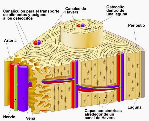 MORFOFISIOLOGÍA I: HISTOLOGÍA