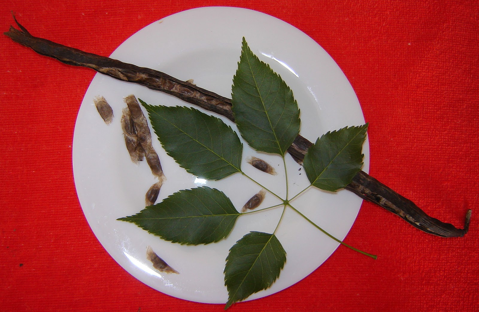 v e r d e c h a c o: Lapacho