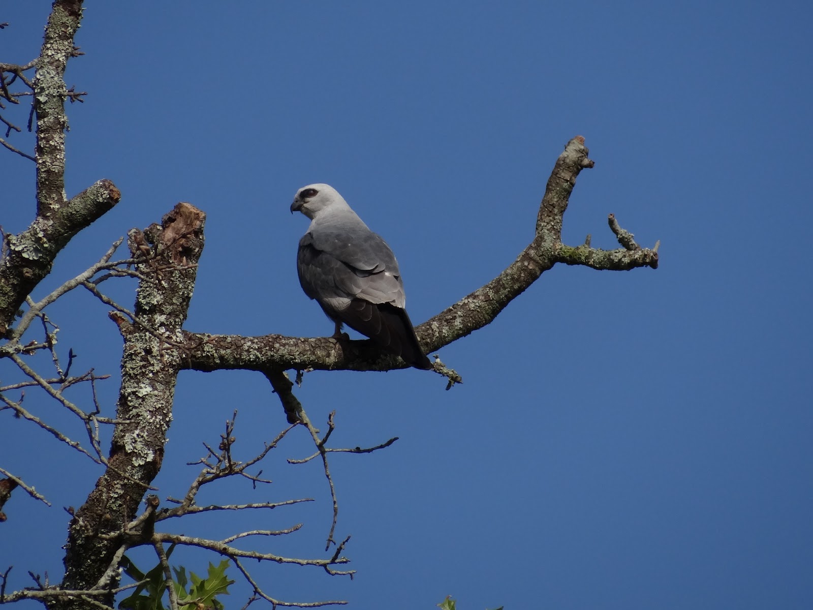 Feathers And Beaks: Grey Hawk?