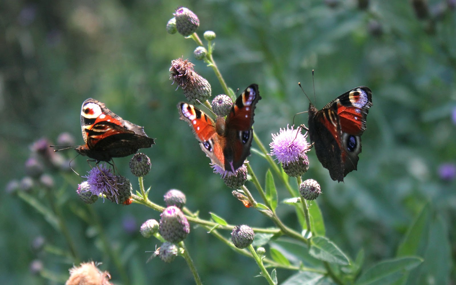 Travel & Adventures: Moscow, Russia, four seasons. The Nature of Moscow ...