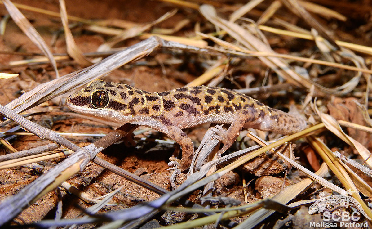 Soutpansberg Centre for Biodiversity and Conservation