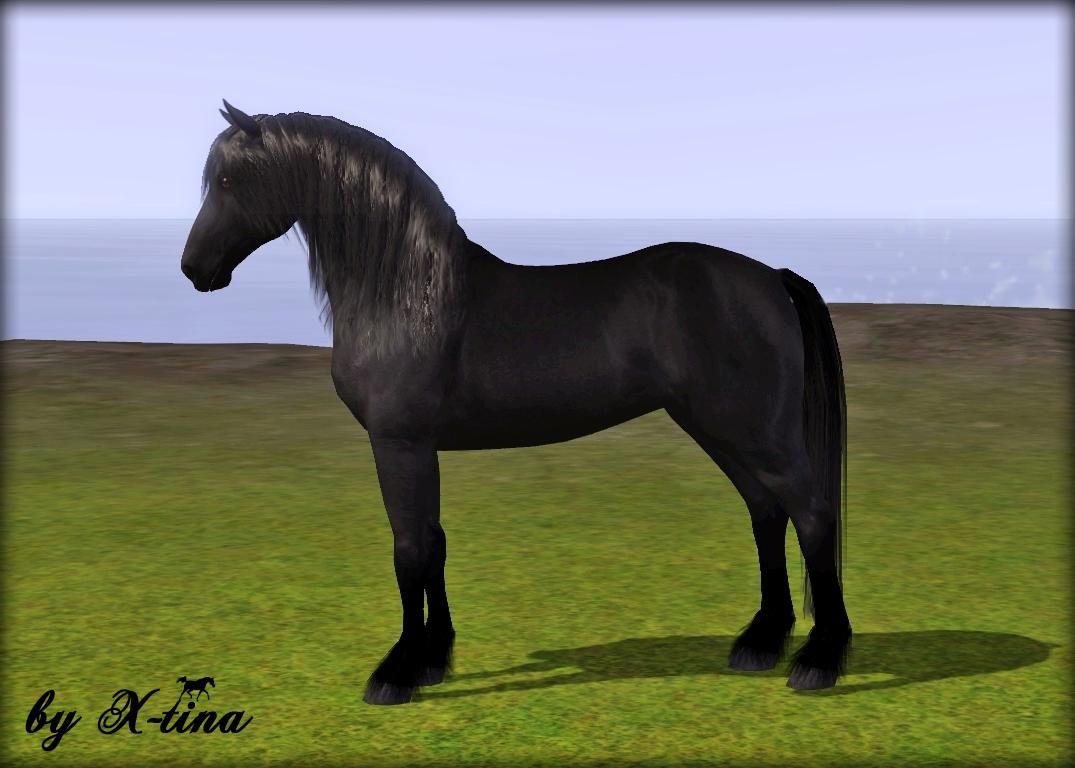 X-tina Sims Equestrian: Friesian Horse