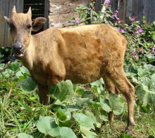 Mengenal Anoa, Sapi Cebol dari Sulawesi