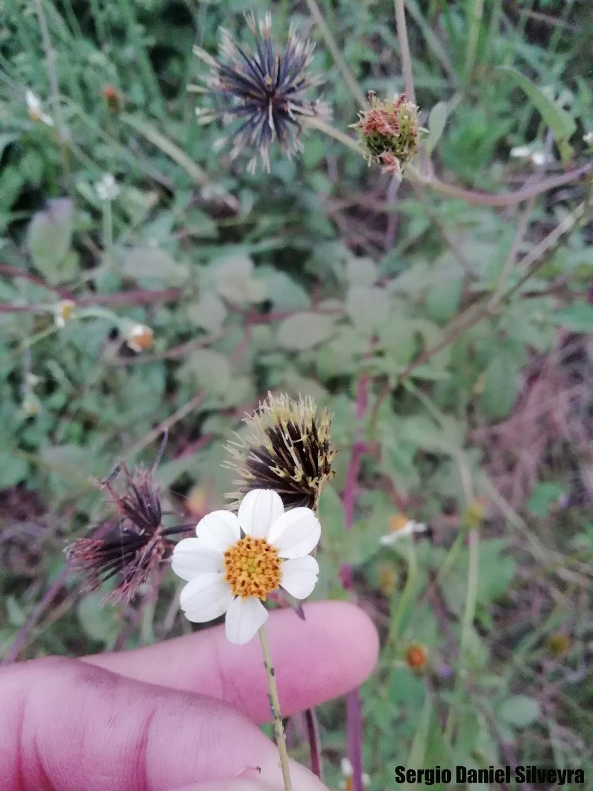 Flora Nativa de Entre Rios