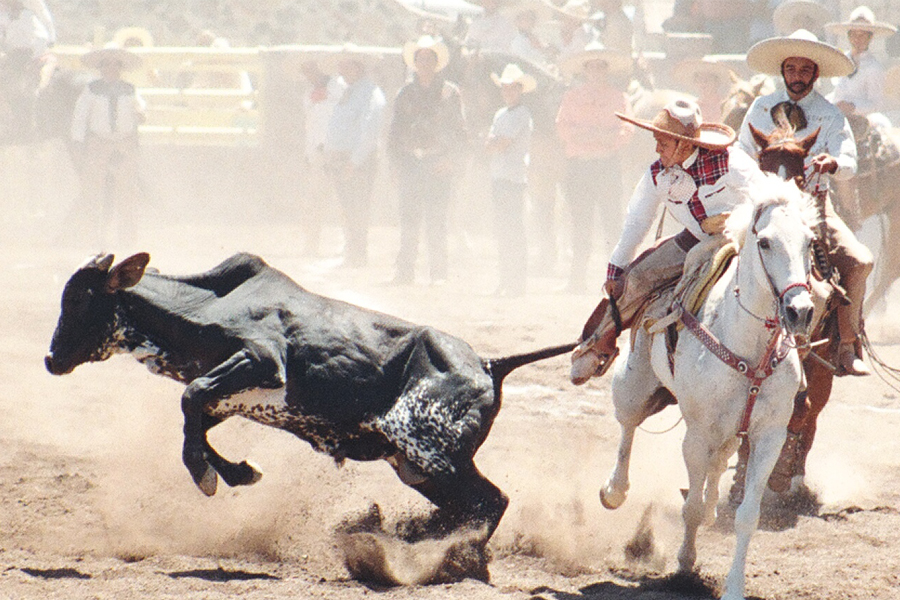 caballos: Coleaderos.