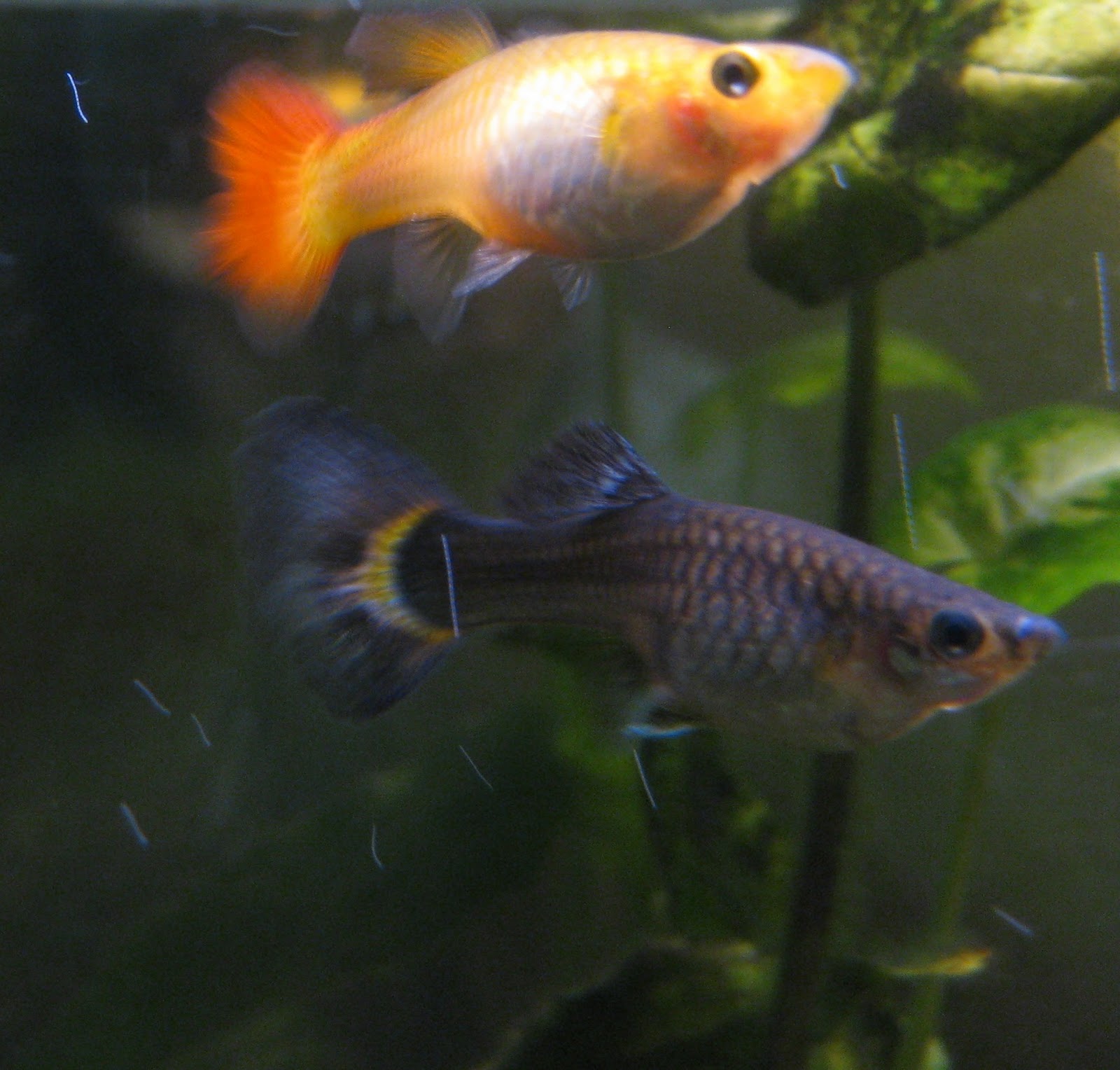 cHickeNisme - bukan sekadar cerita ayam: ikan gapi~guppy fish