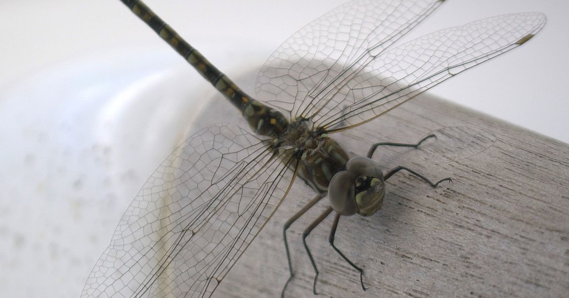 Earth and Space News: Taper-Tailed Darner Dragonfly Habitats: Crescents ...