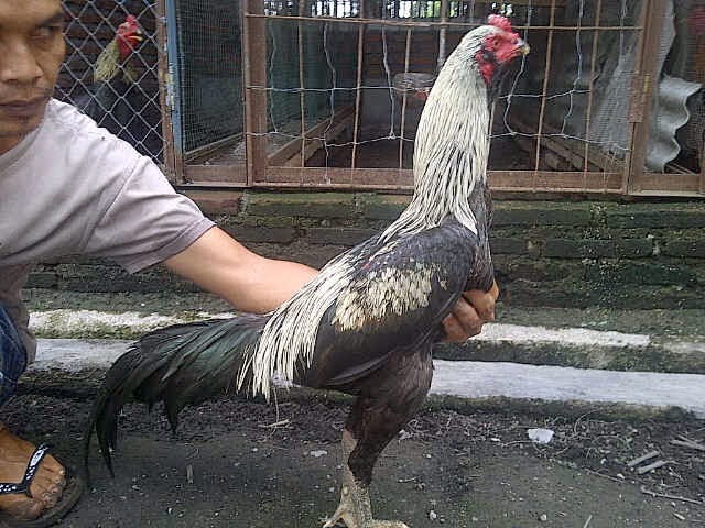 (Terjual ke Borneo)Ayam Birma Wido Brewok ~ Saparifarm Surabaya ...
