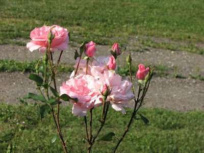 Meie aed: Roosid, kressid, liilia