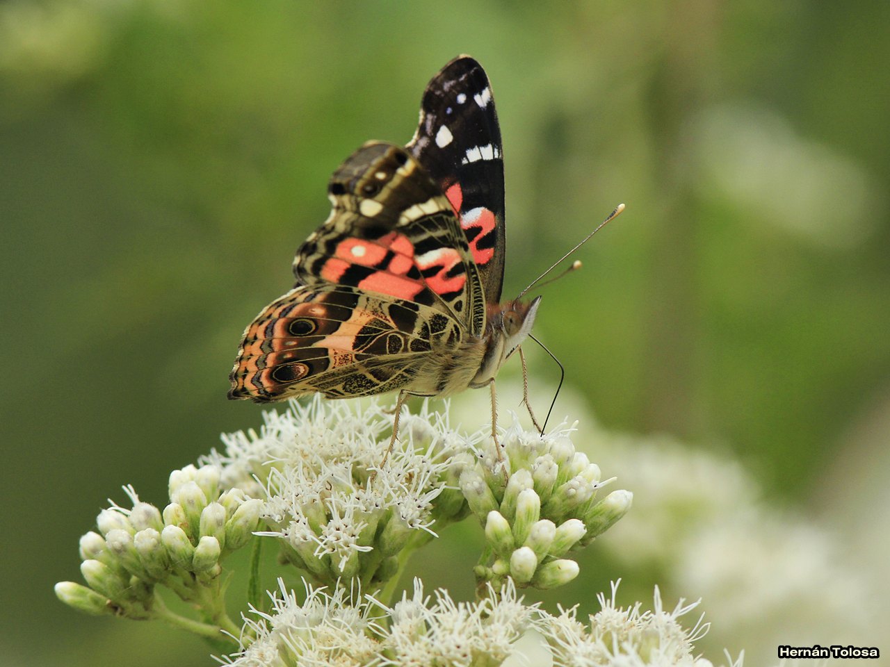 Flora Bonaerense: Polinizadores de la chilca de olor