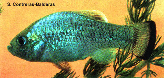 Animales extintos: peces extintos