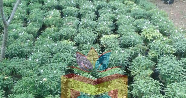 JUAL POHON REMBOSA MINI DAN REMBOSA GOLDEN | JUAL TANAMAN HIAS | MARKET ...