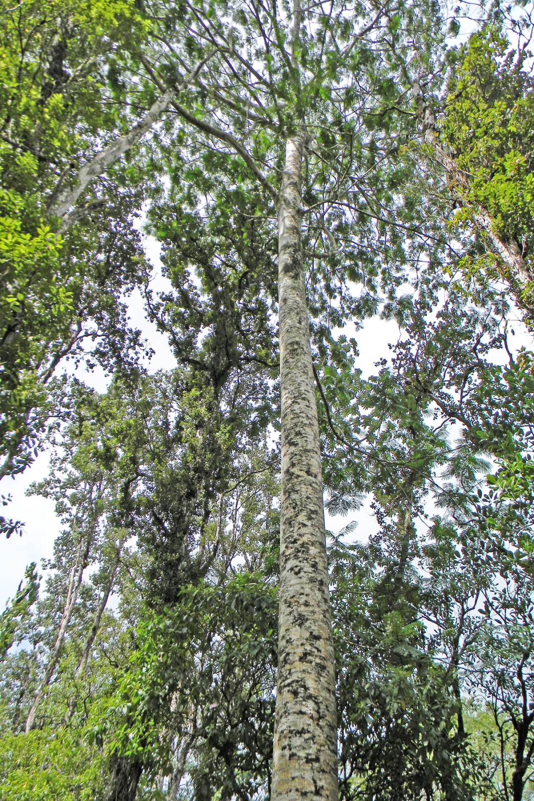Haysmer Hawaii: A Very Bad Tree!