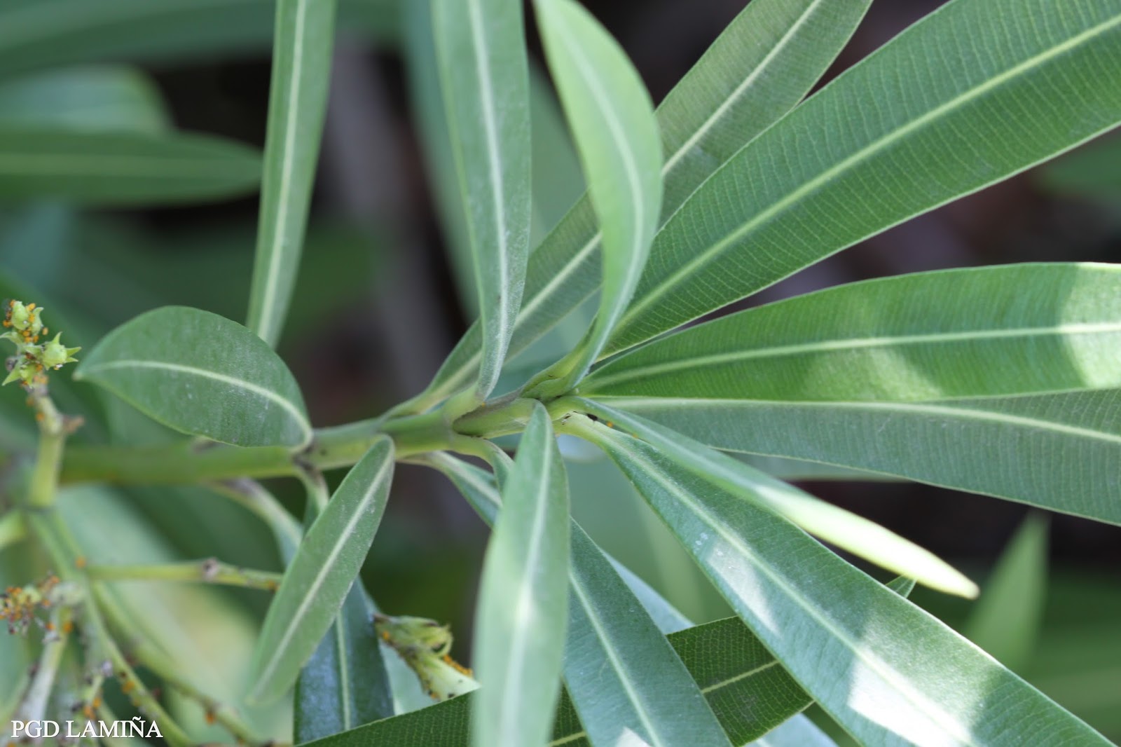 NERIUM OLEANDER. baladre o laurel de flor.
