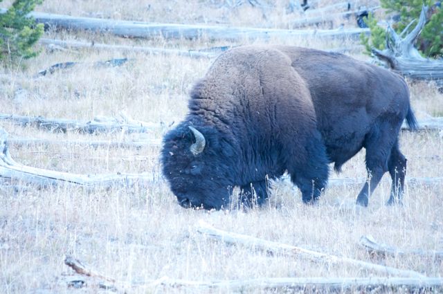 Montana Elk Hunting: Rifle For The American Bison