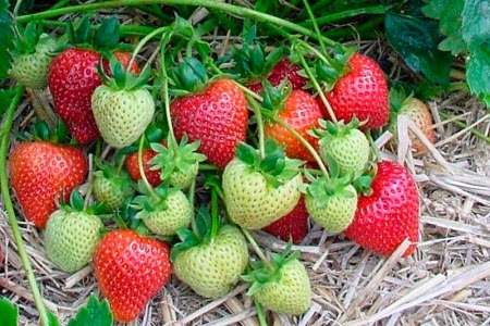 MODERN CROP PRODUCTION: STRAWBERRY PRODUCTION