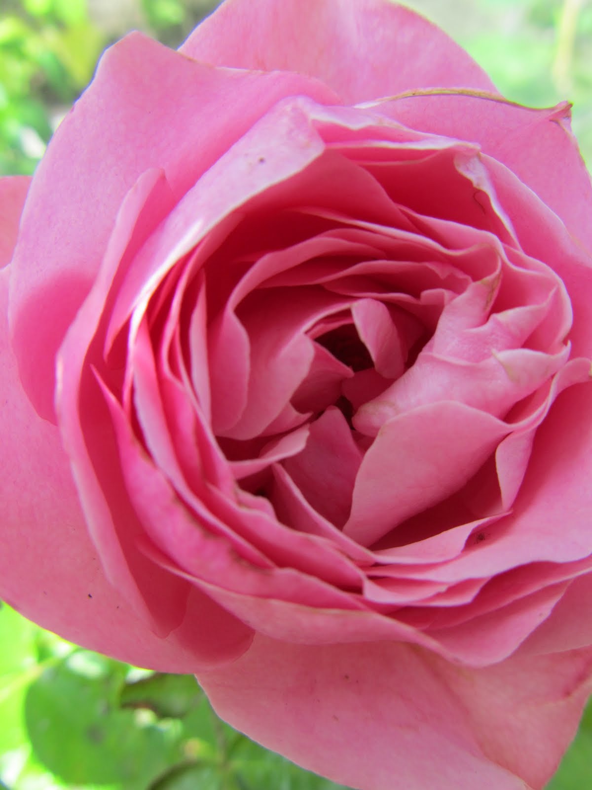 Madelief: The rose family