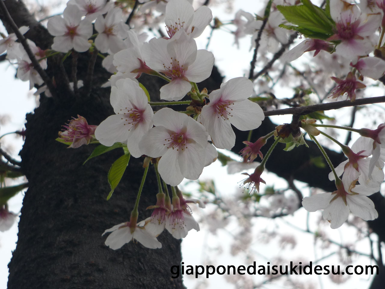 Giappone daisuki!: Hanami 花見