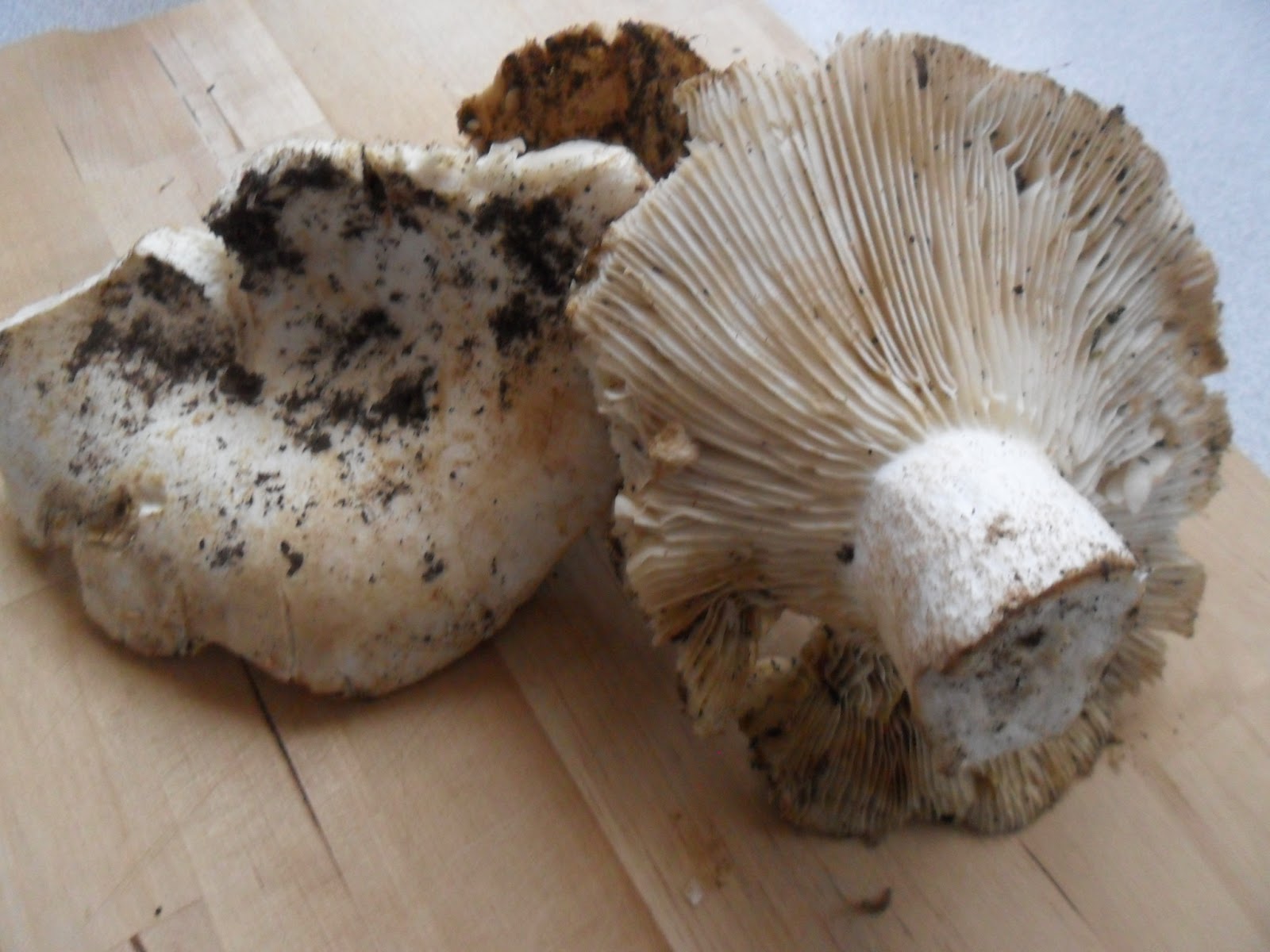 Aklından Bir Lezzet Tut!: FIRINDA MEŞE MANTARI