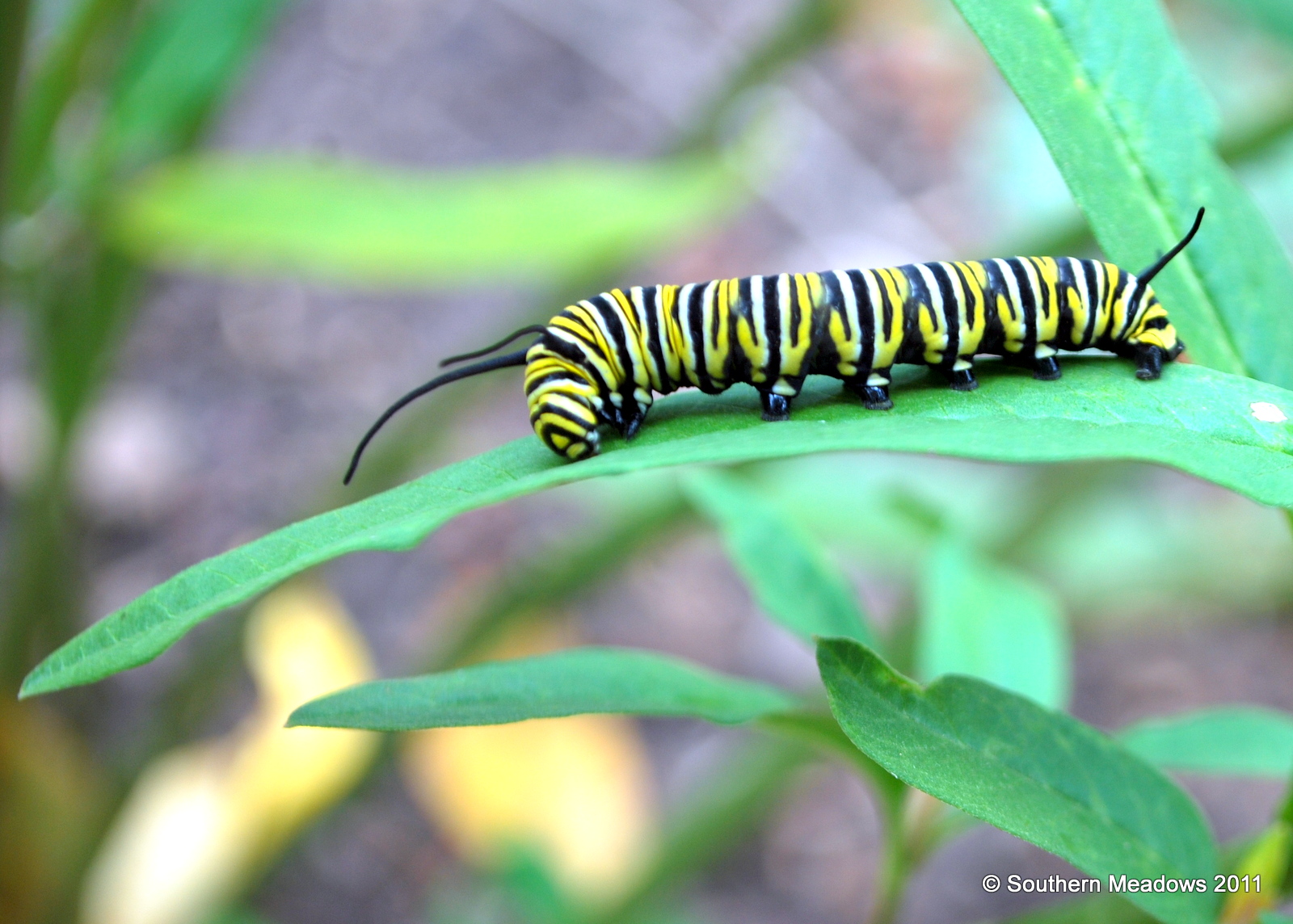 OE & Monarch Conservation