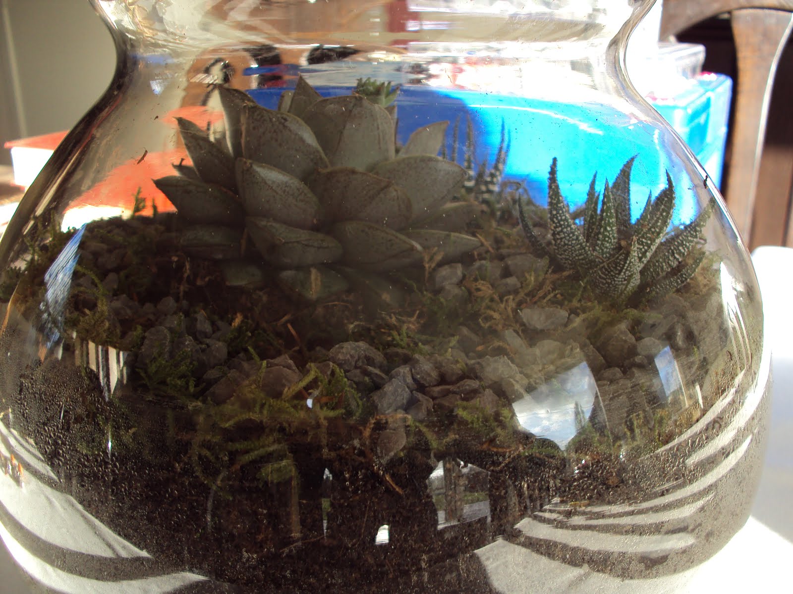 Cherry Garcia: Maak je eigen terrarium