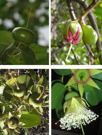 Olahan Buah Mangrove Jenis Pidada Merah (Sonneratia caseolaris) dan ...