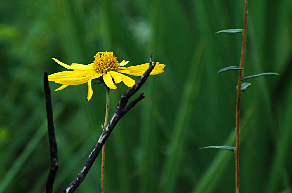 Space Coast Wildflowers: July 2013
