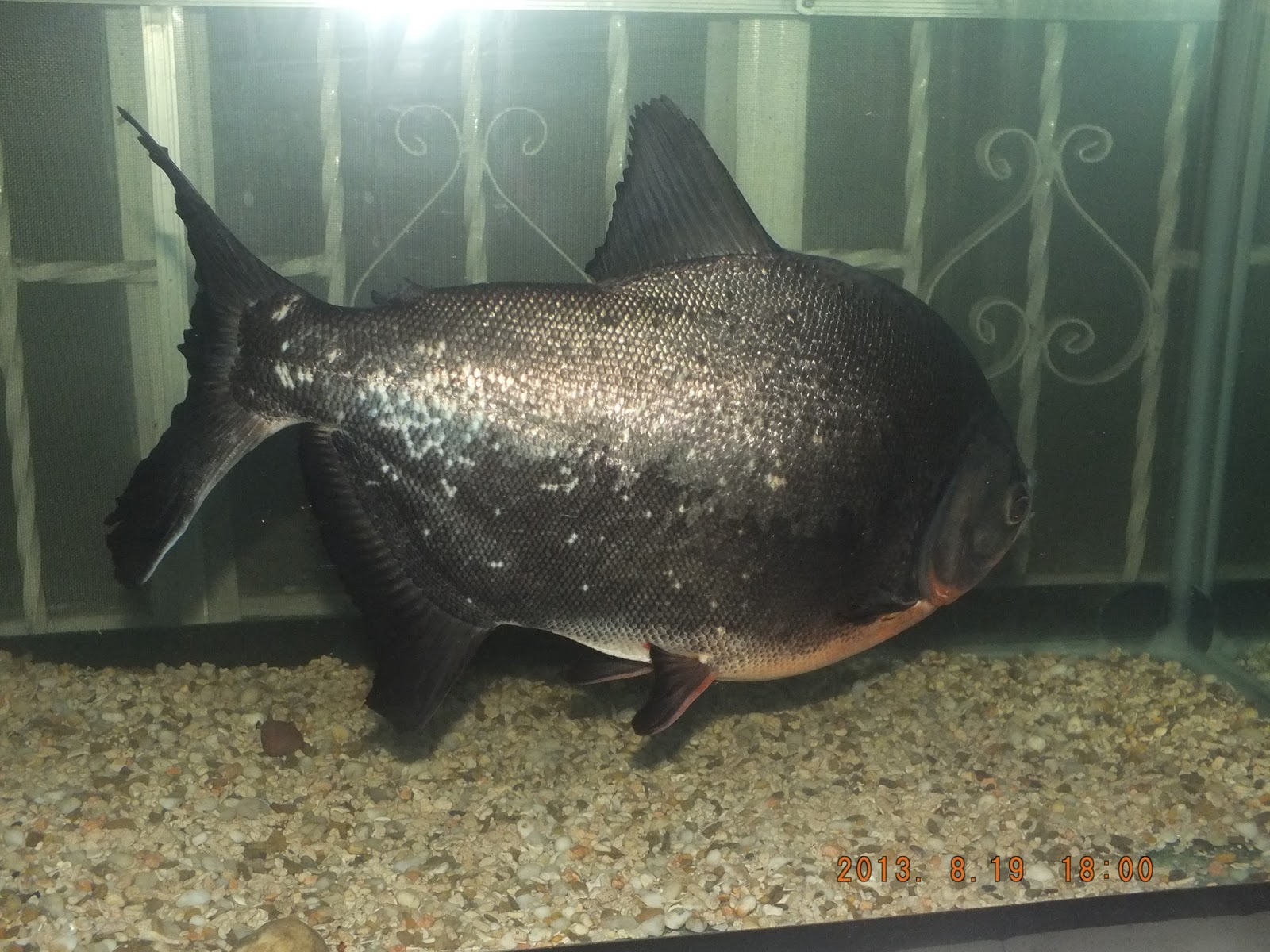 Photography with Dr. Ernie.: Silver Dollar fish gets a new big tank.