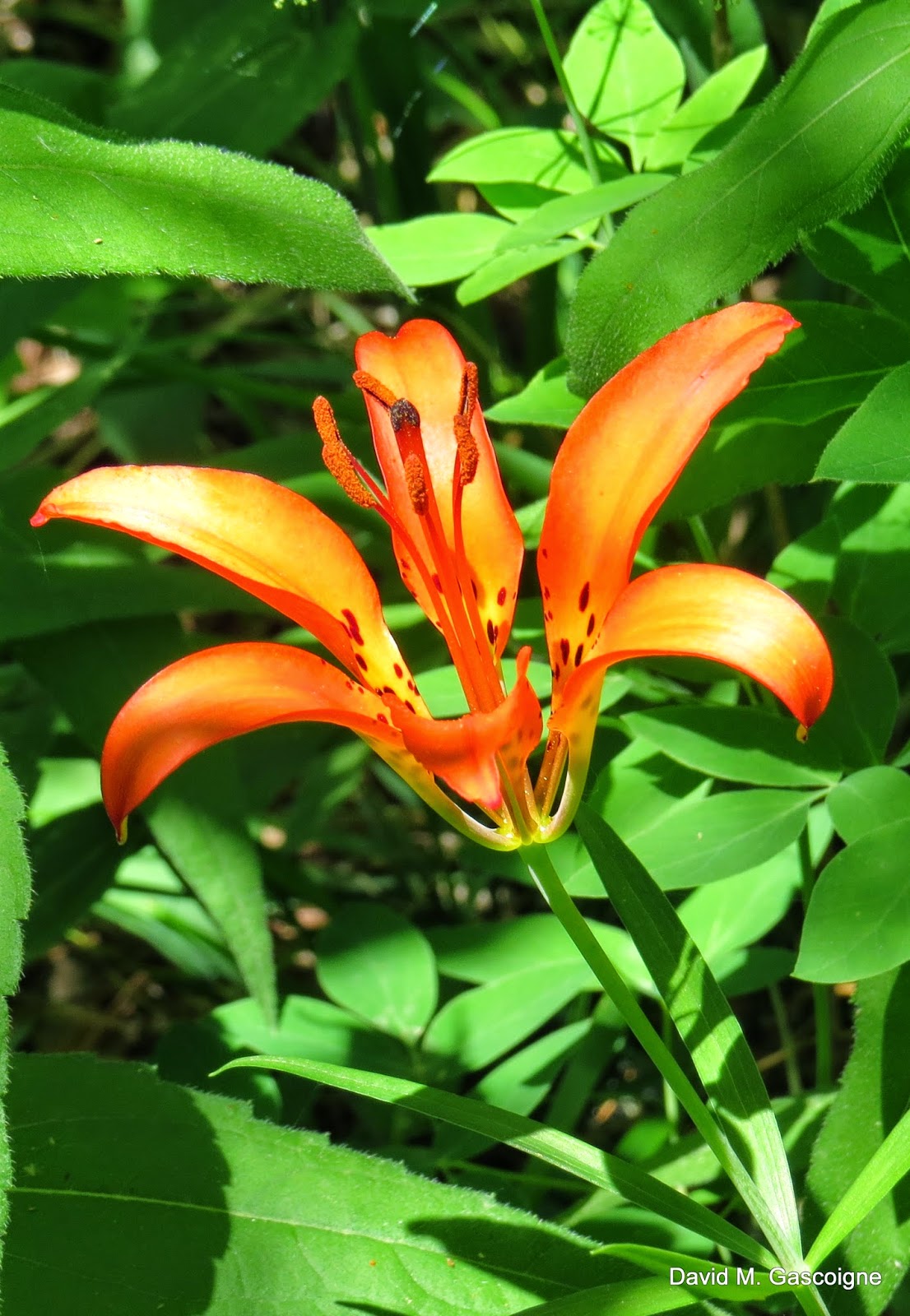 Prairie Lily - Travels With Birds