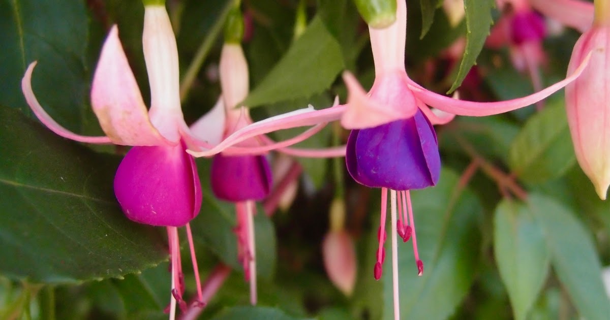une fleur d'un jour: :: fuchsia iv