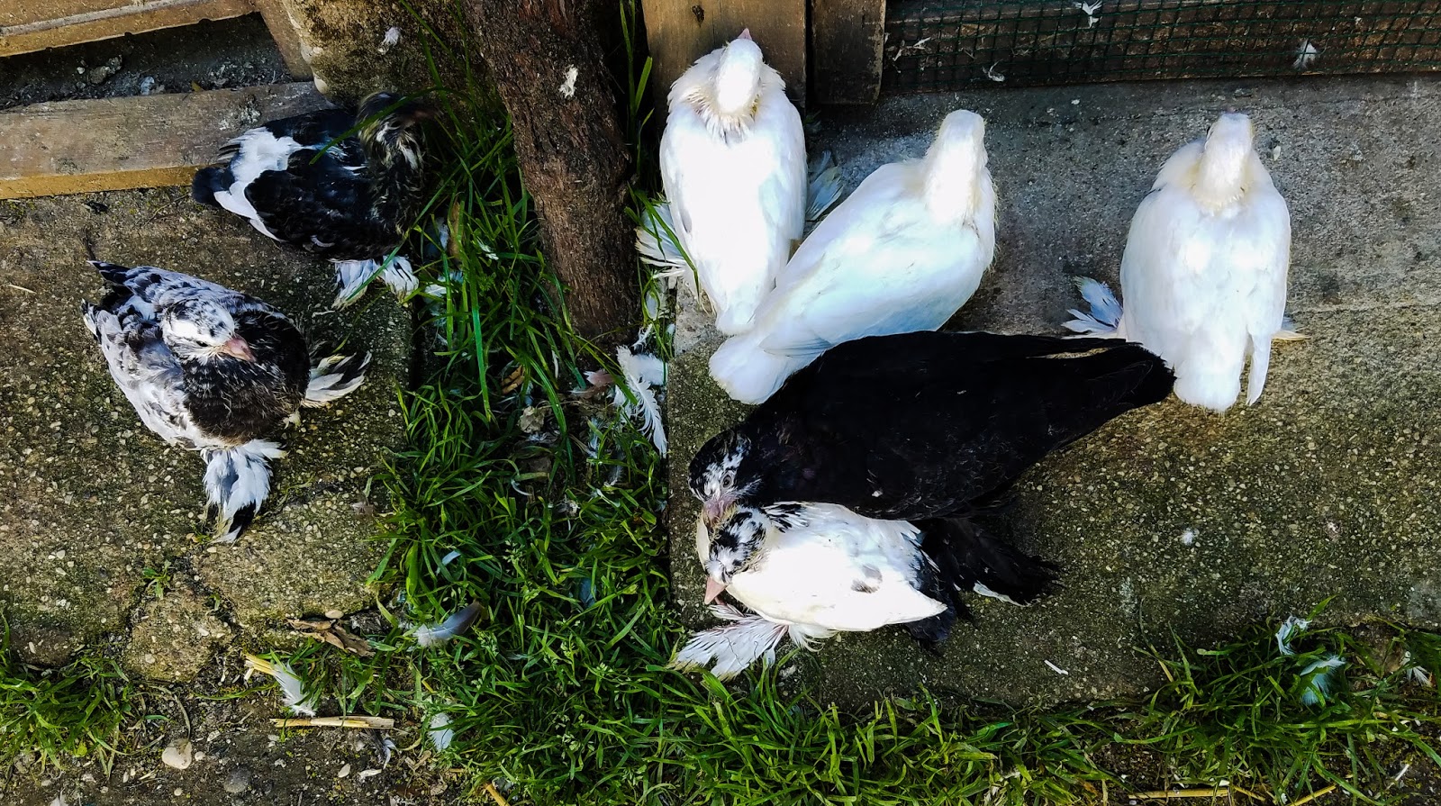 PIGEON SPORT ALBANIA: Pellumba leshak cikalar, Albania Fier (PIGEON 7 ...