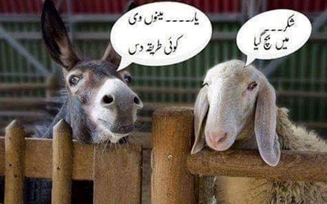 FACEBOOK FUNNY PICTURES