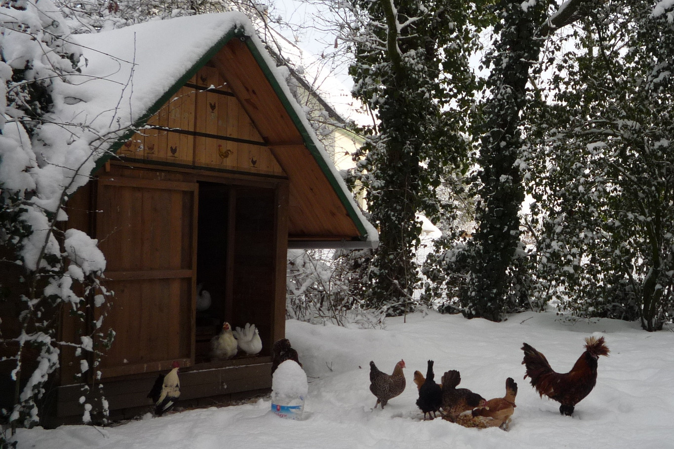 Building a Pallet Wood Hen House Chicken Coop and Prototype Tiny House ...