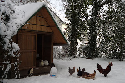Building a Pallet Wood Hen House Chicken Coop and Prototype Tiny House ...