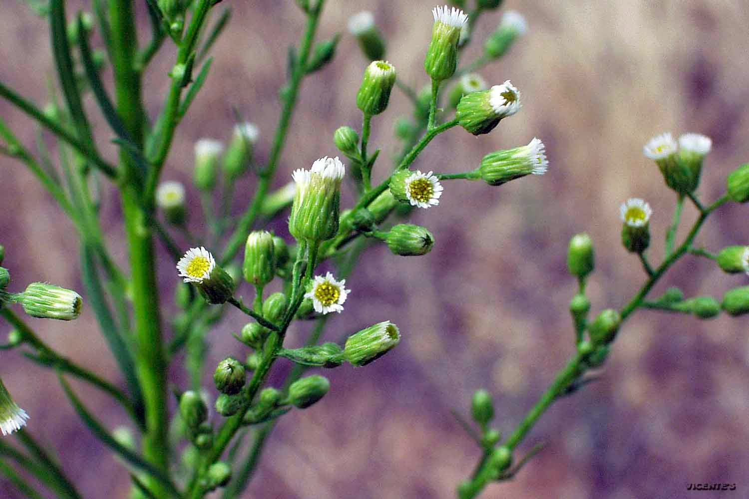 Las flores silvestres de Hormaza: Conyza canadensis