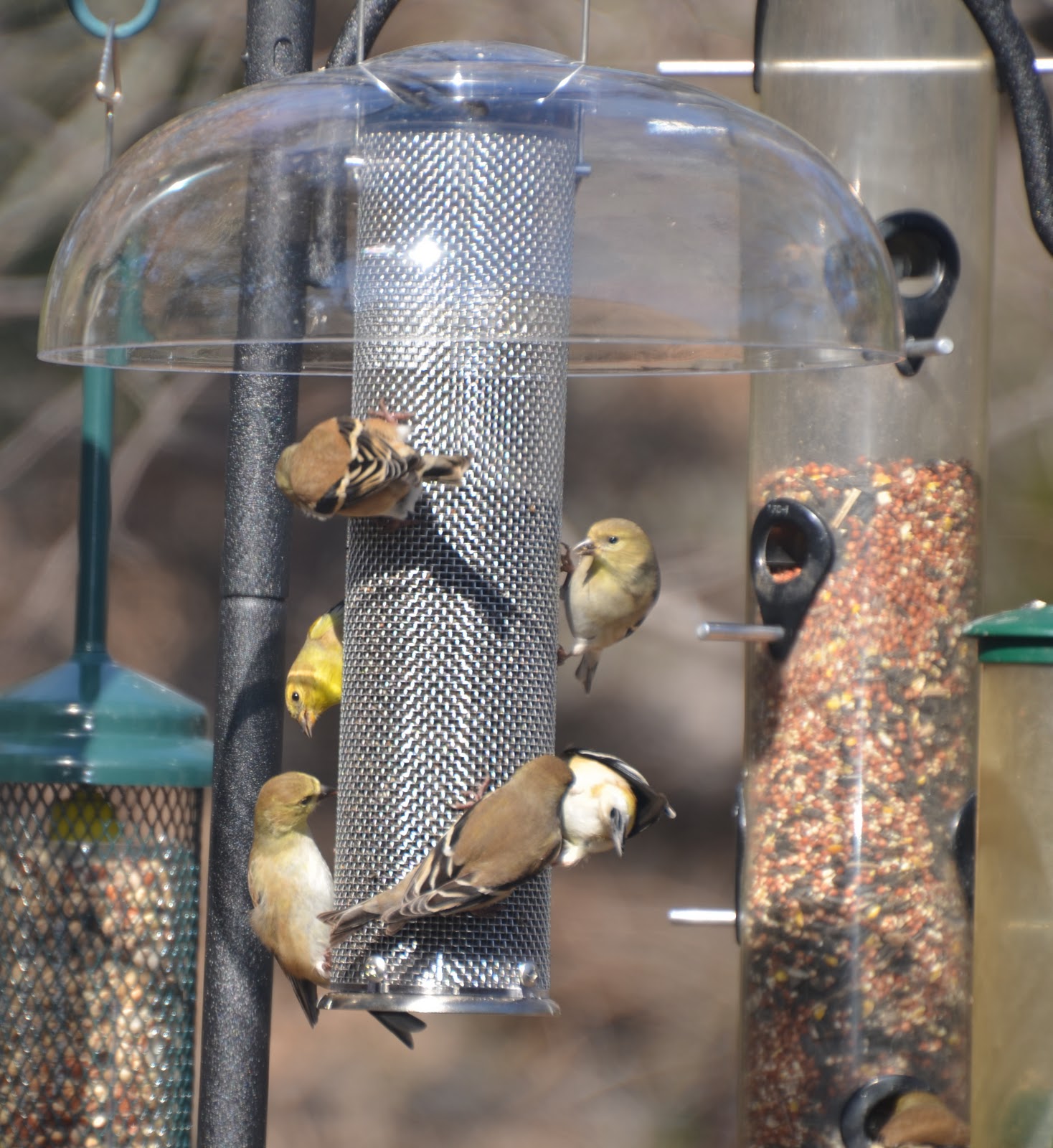 Garden Ally: Birdie Buffet with Surprise Visitor