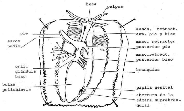 AMIGOS PARA SIEMPRE: MORFOLOGÍA DE LOS BIVALVOS