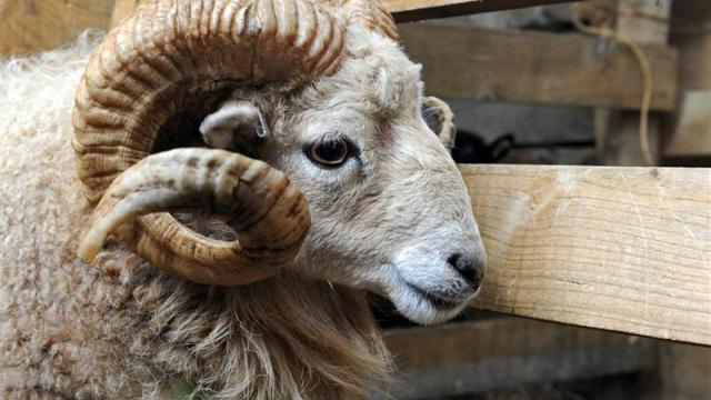 W.K.P: Les mammifères quadrupèdes purs - Bélier